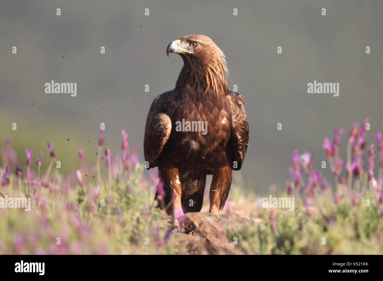 Bald eagle hunting rabbit hi-res stock photography and images - Alamy