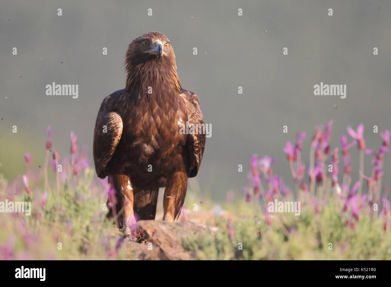 Golden eagle among the rocks hunting prey Stock Photo - Alamy