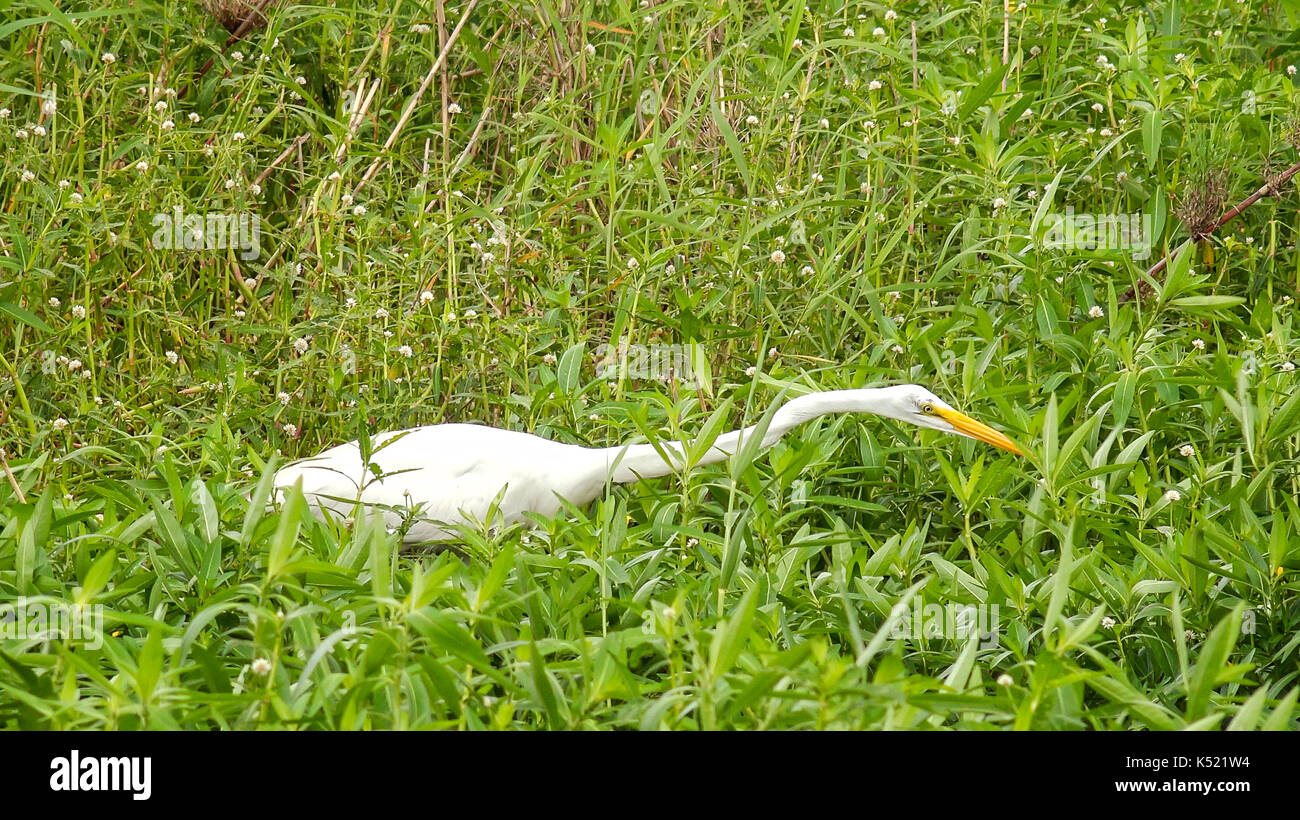 Great Egret hunting in a marsh along Pintail Wildlife Drive at Cameron ...