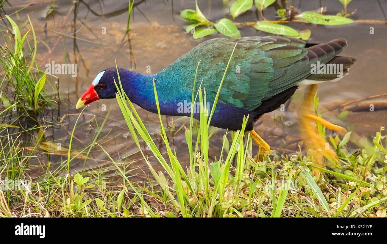 Louisiana Swamp Birds