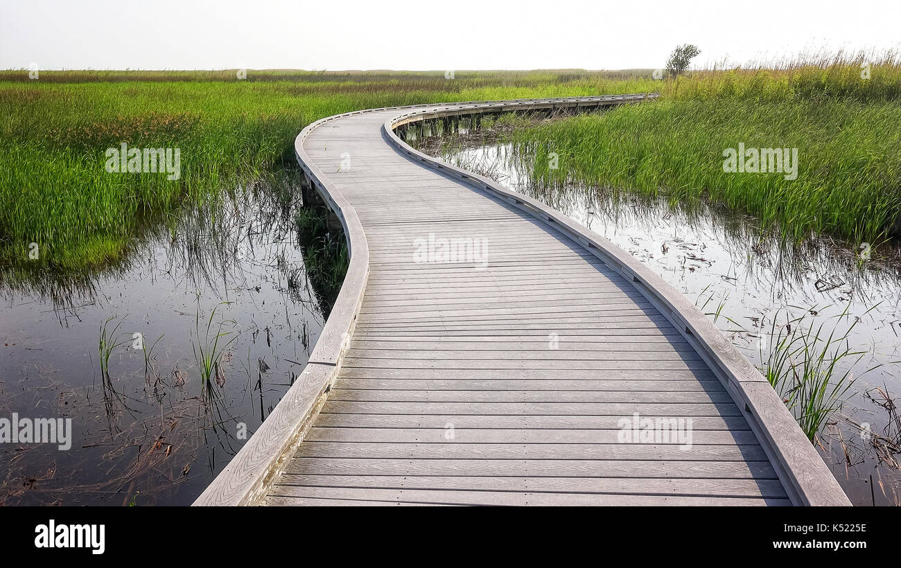 Swamp bog wetland boardwalk hi-res stock photography and images - Alamy
