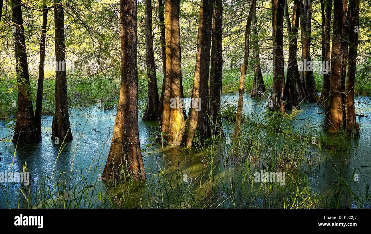 Louisiana wetland hi-res stock photography and images - Alamy