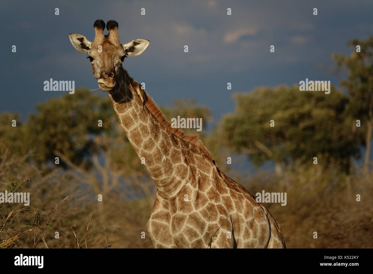 Giraffe eyes hi-res stock photography and images - Alamy