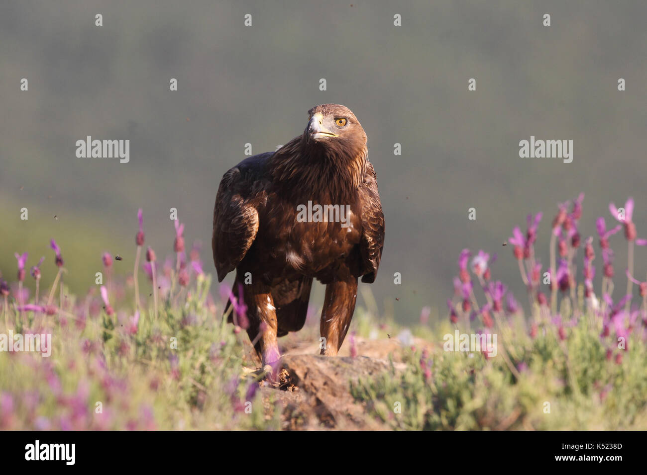 Bald eagle hunting rabbit hi-res stock photography and images - Alamy