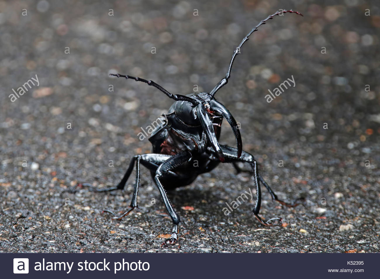 Asian Long Horned Beetle Stock Photos & Asian Long Horned Beetle Stock ...