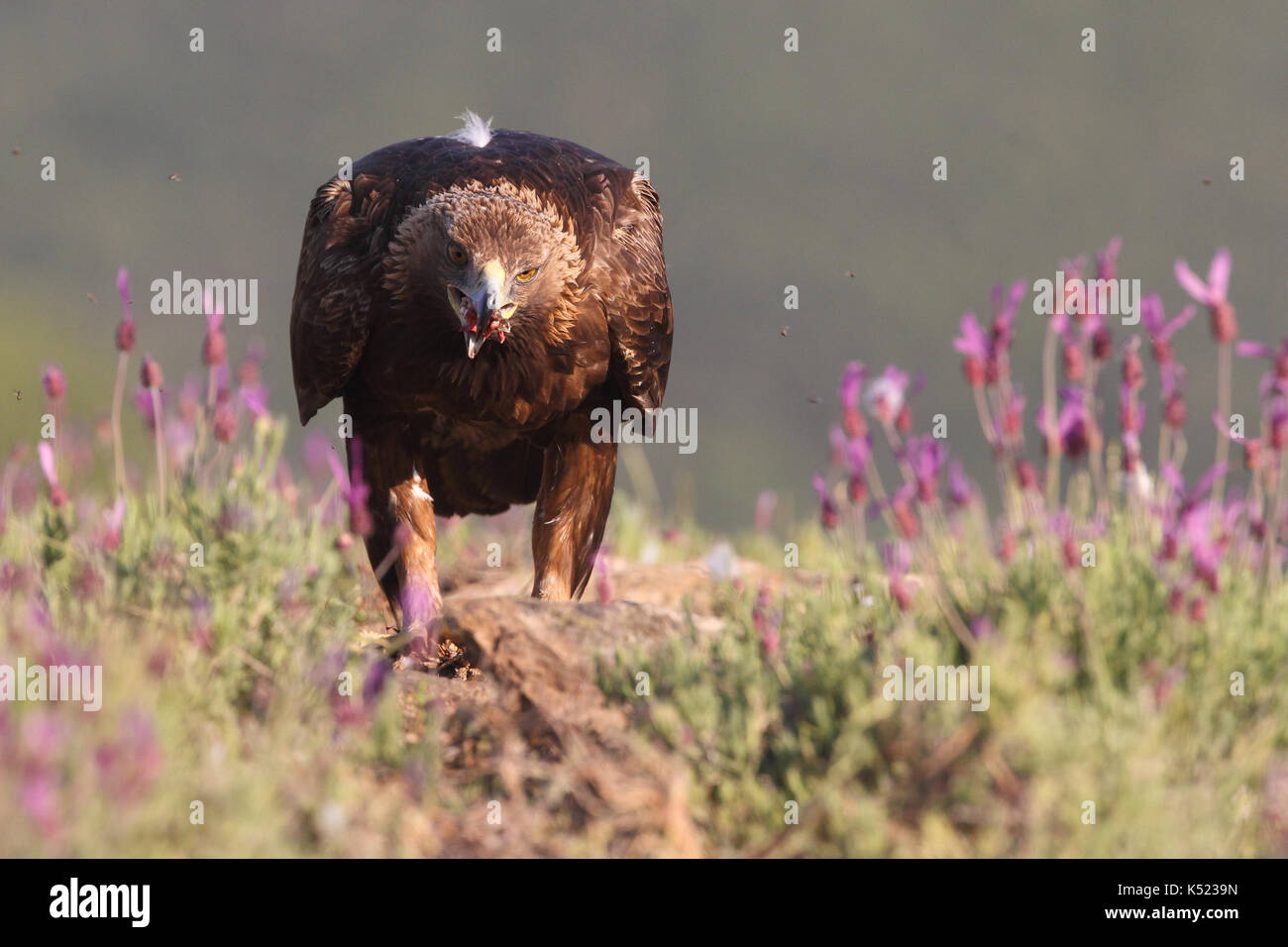 Bald eagle hunting rabbit hi-res stock photography and images - Alamy