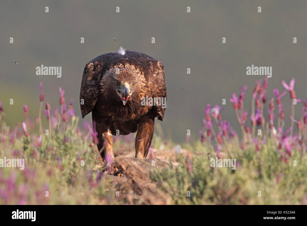 Bald eagle hunting rabbit hi-res stock photography and images - Alamy