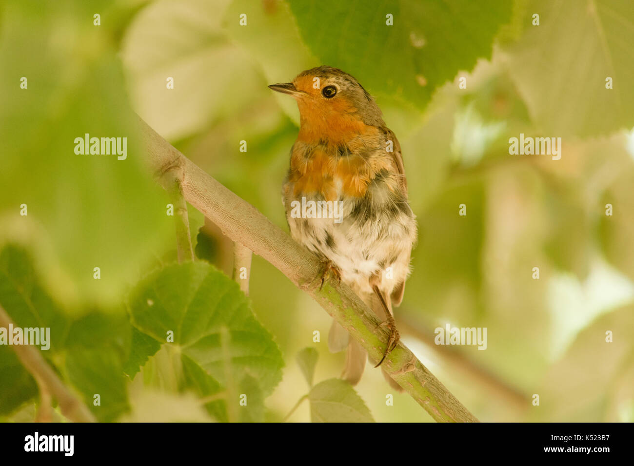 Scruffy robin hi-res stock photography and images - Alamy