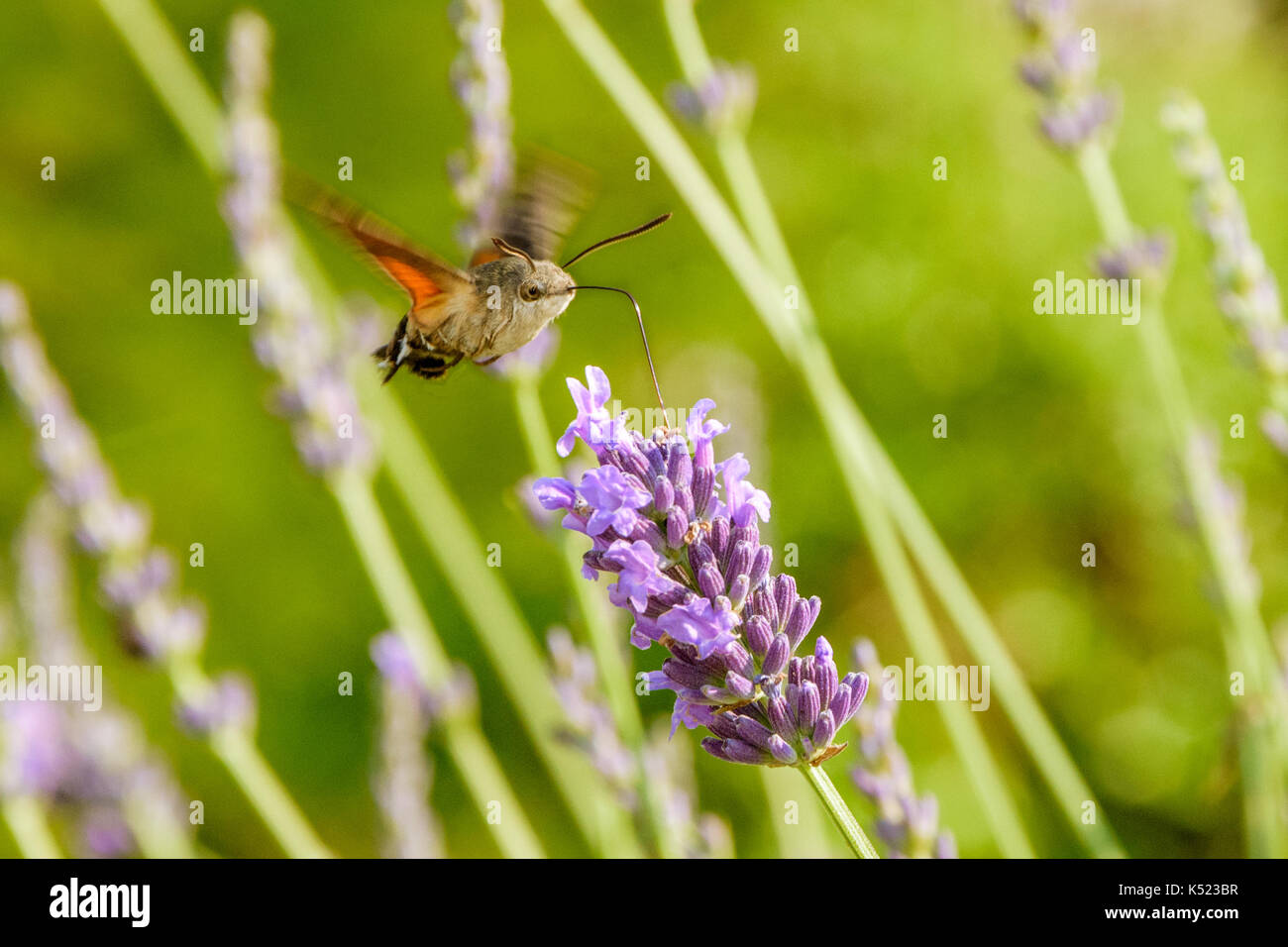 A Hummingbird hawk-moth taking nectar from a lavender flower Stock ...
