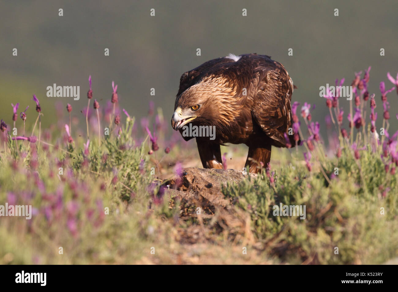 Bald eagle hunting rabbit hi-res stock photography and images - Alamy