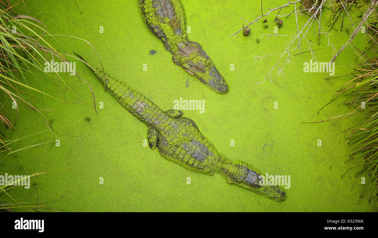Green alligator in swamp hi-res stock photography and images - Alamy