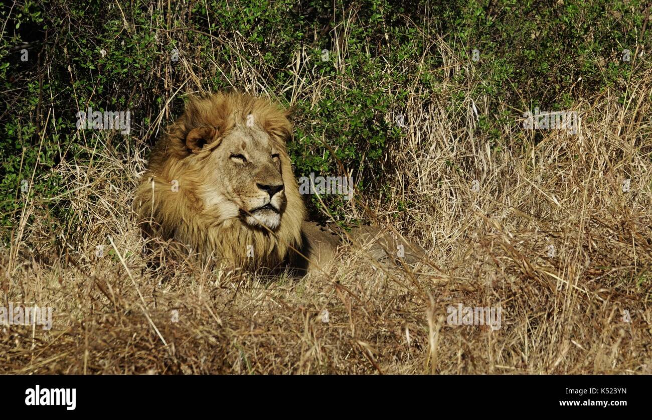 African lion in conservation park hi-res stock photography and images ...