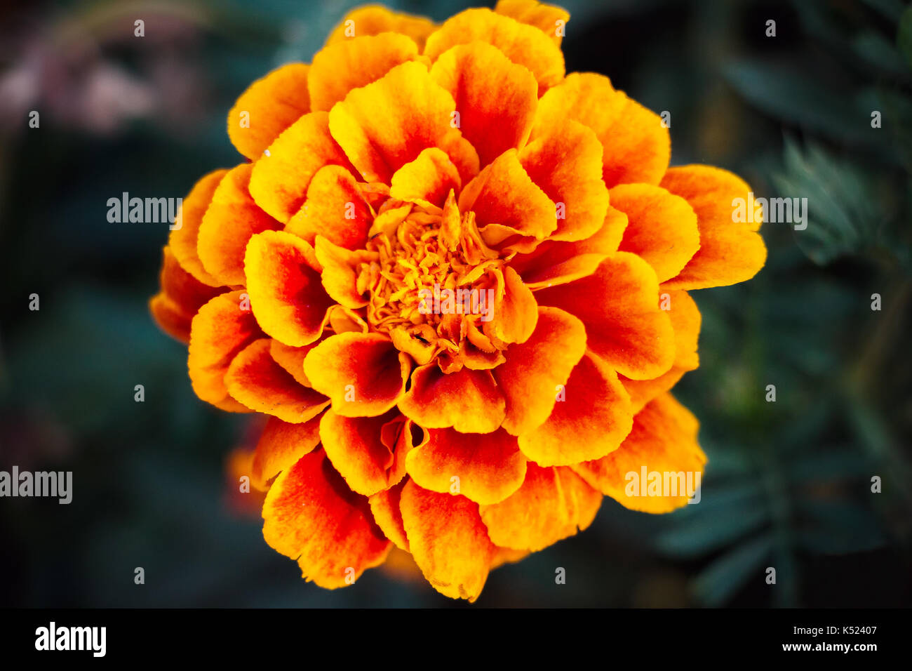 Marigold on a dark natural background Stock Photo - Alamy