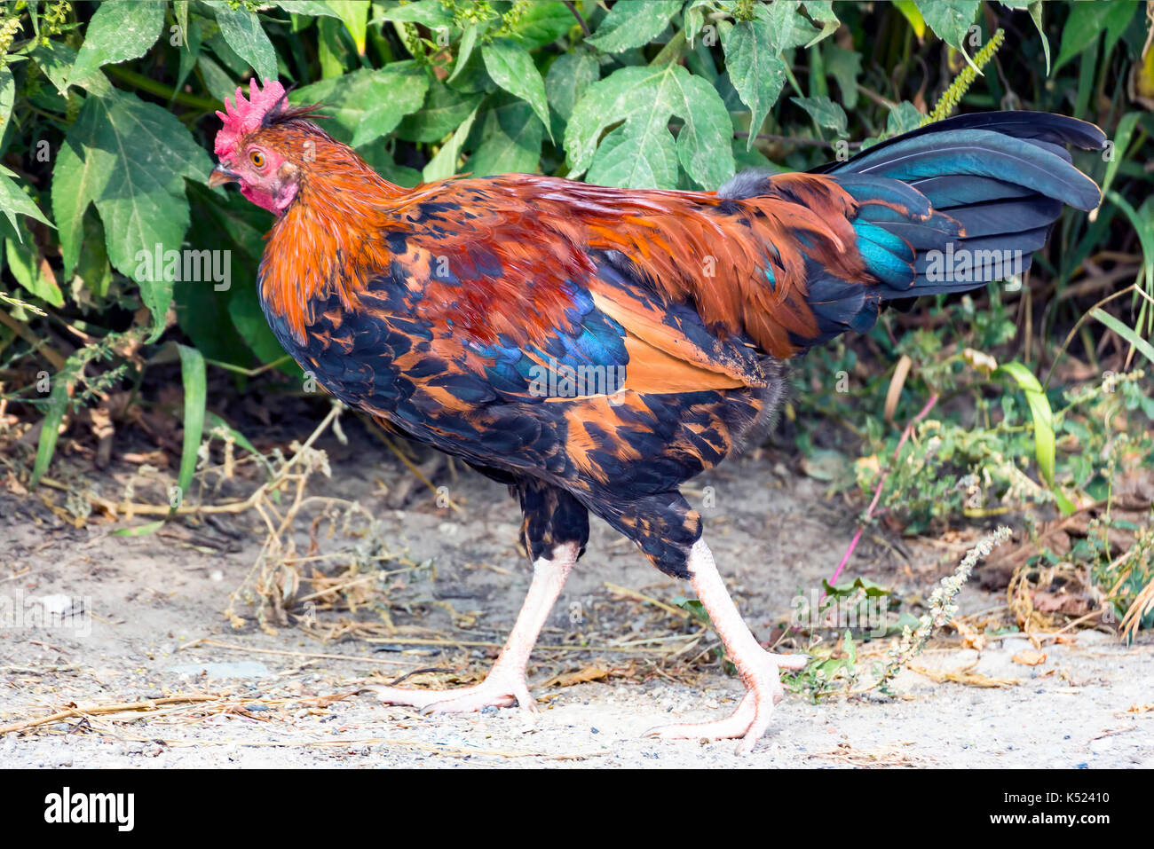 Motley hen hi-res stock photography and images - Alamy