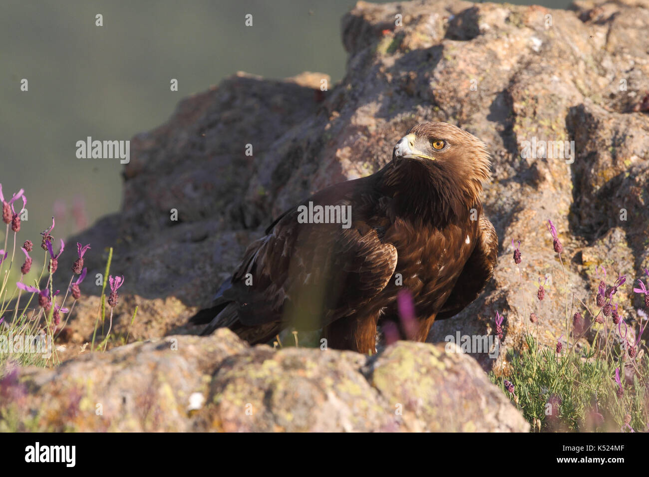 Bald eagle hunting rabbit hi-res stock photography and images - Alamy
