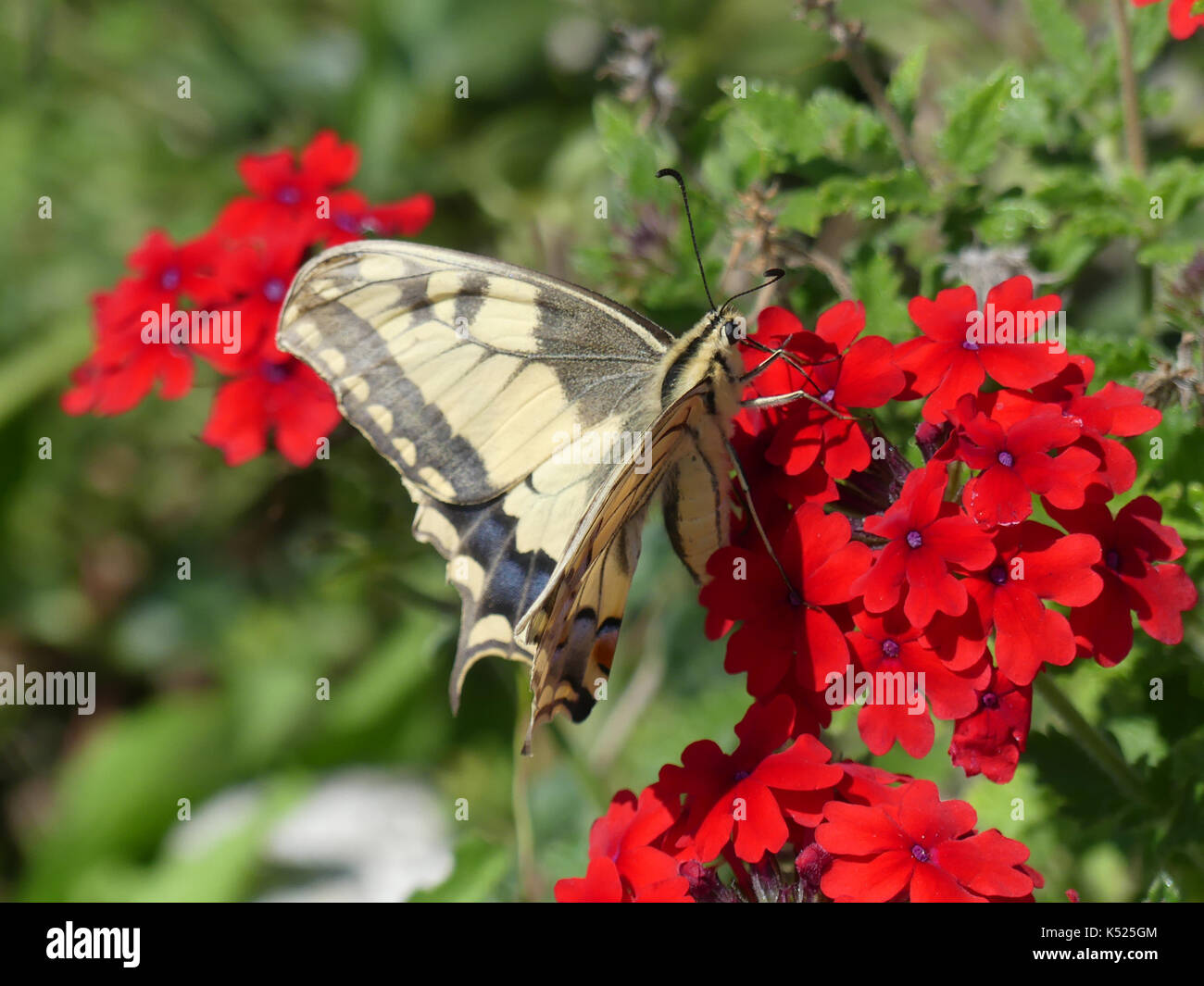 Butterfly subspecies hi-res stock photography and images - Alamy