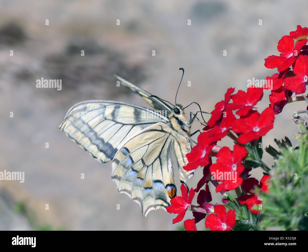 Gorganus swallowtail hi-res stock photography and images - Alamy