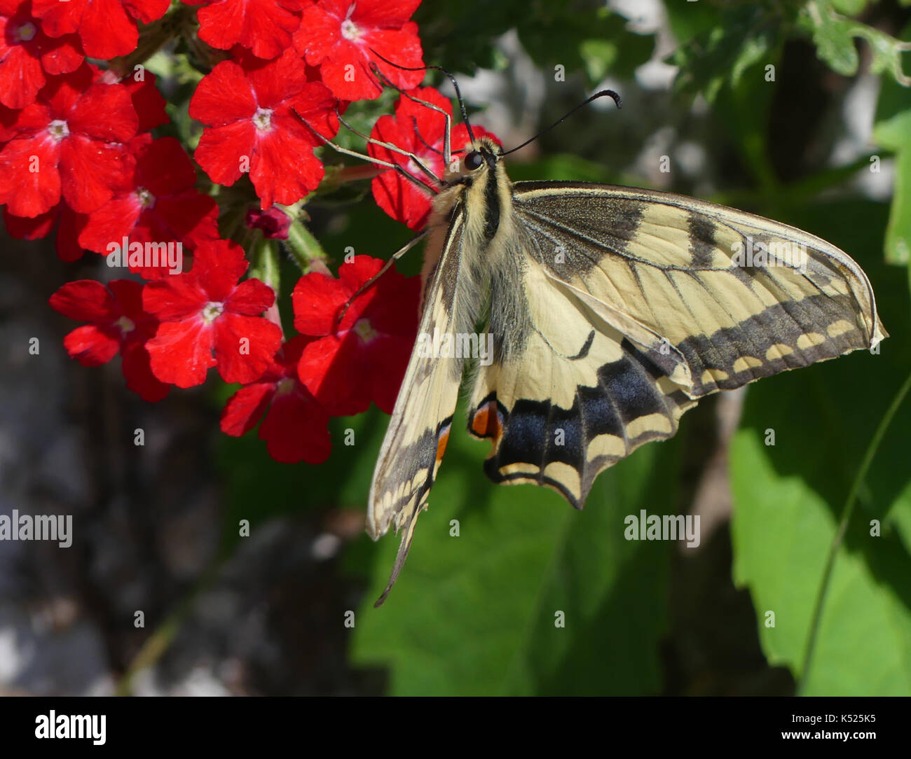 SWALLOWTAIL BUTTERFLY Papilio machaon subsp gorganus. A European ...