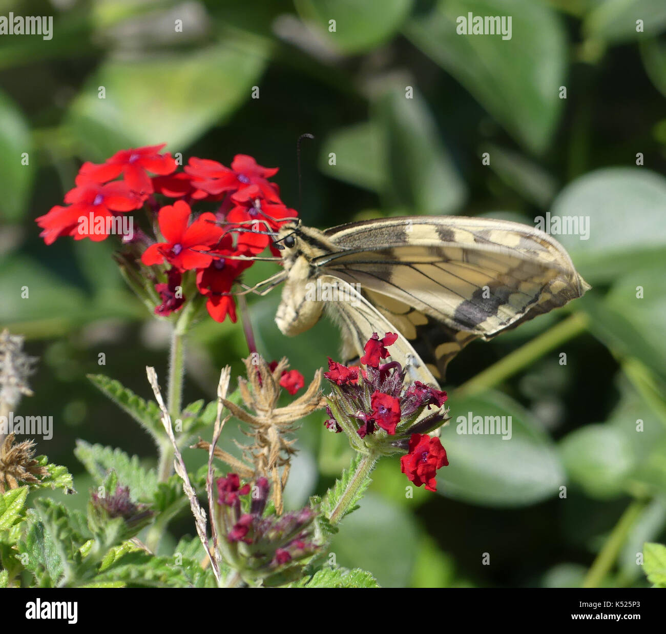 Slightly larger species hi-res stock photography and images - Alamy