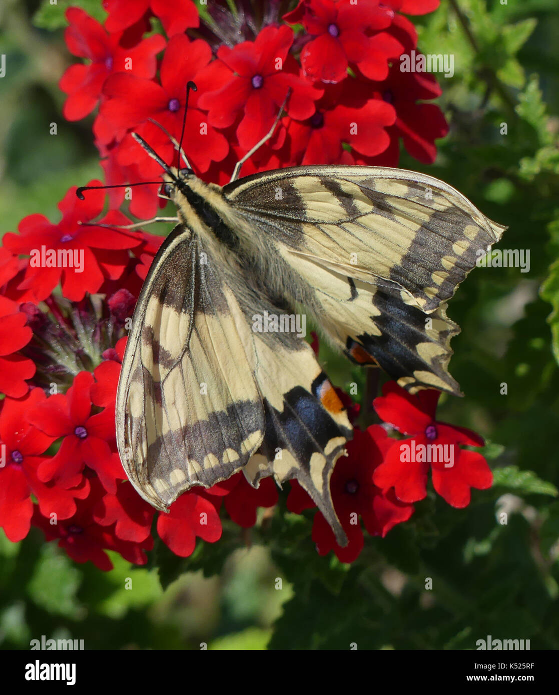 SWALLOWTAIL BUTTERFLY Papilio machaon subsp gorganus. A European ...