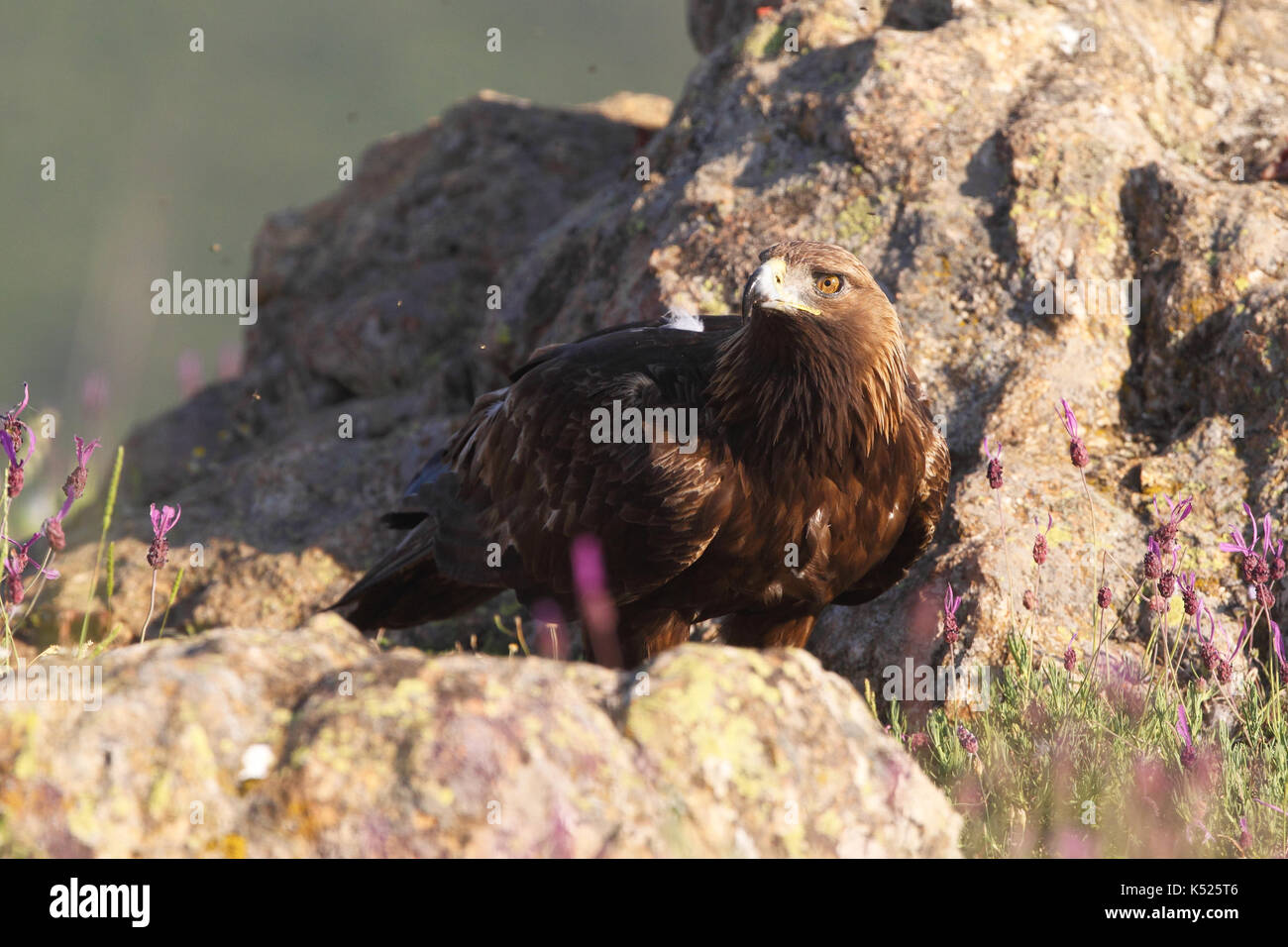 Bird alps birds birds prey hi-res stock photography and images - Alamy