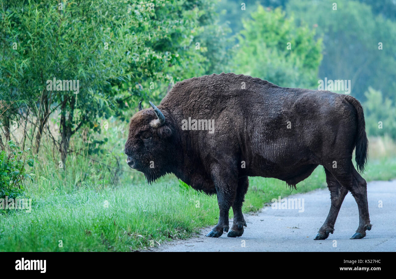 A male European Bison (Bison bonasus) crossing a road on an early ...