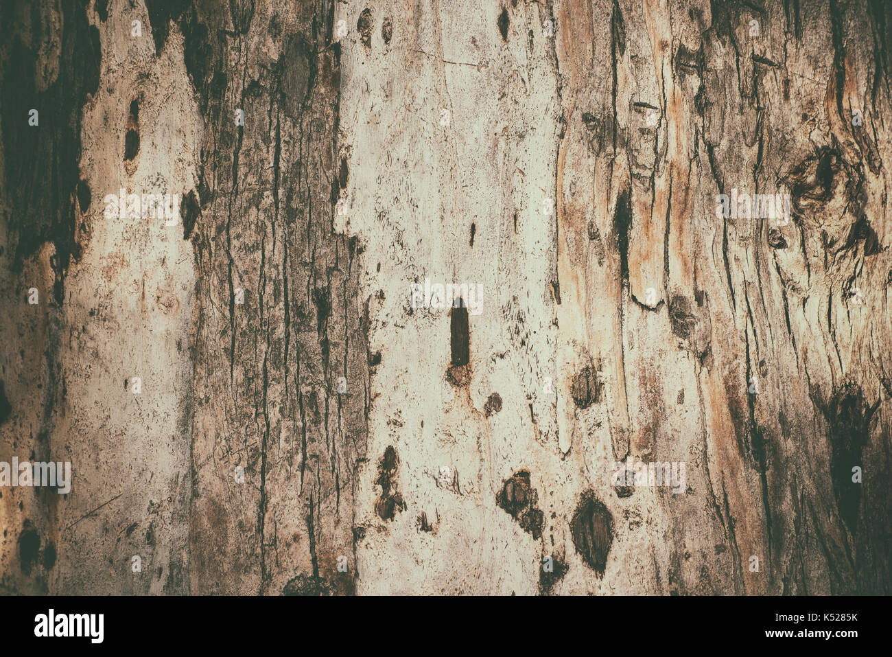 Traditional eucalyptus trees hi-res stock photography and images - Alamy