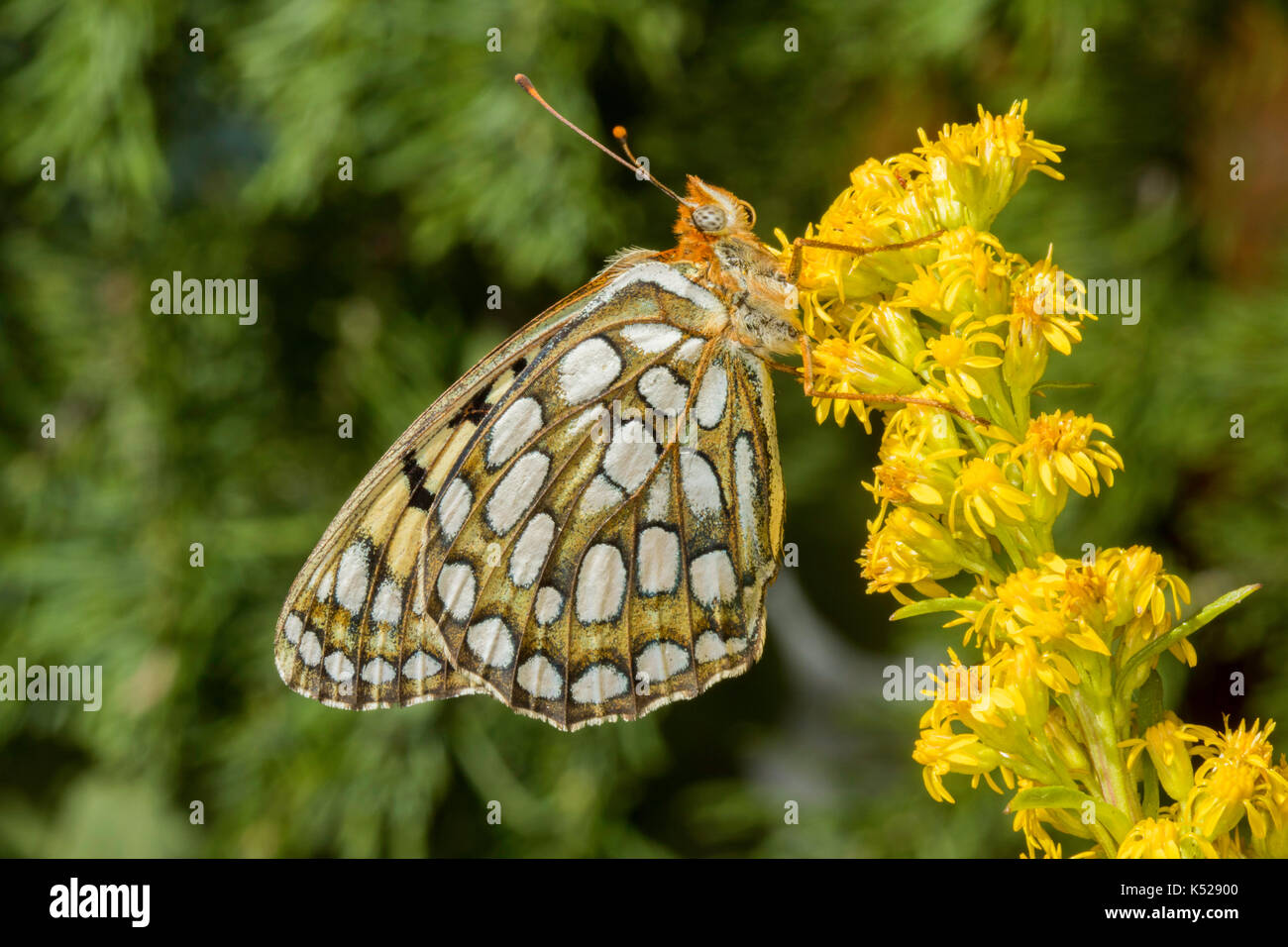 Edwards fritillary hi-res stock photography and images - Alamy