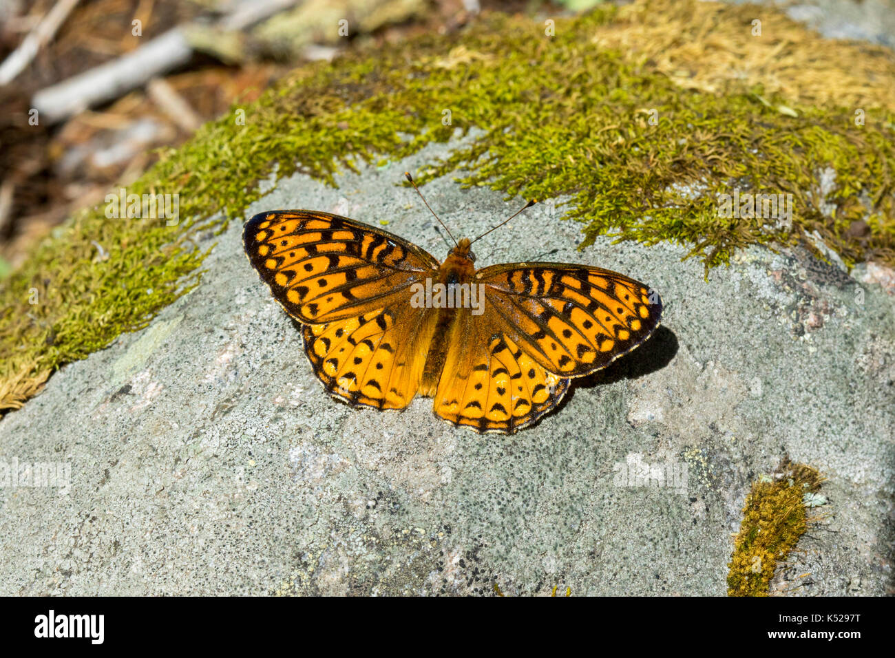 Northwestern Fritillary Speyeria hesperis Lower Cataract Lake, south of ...