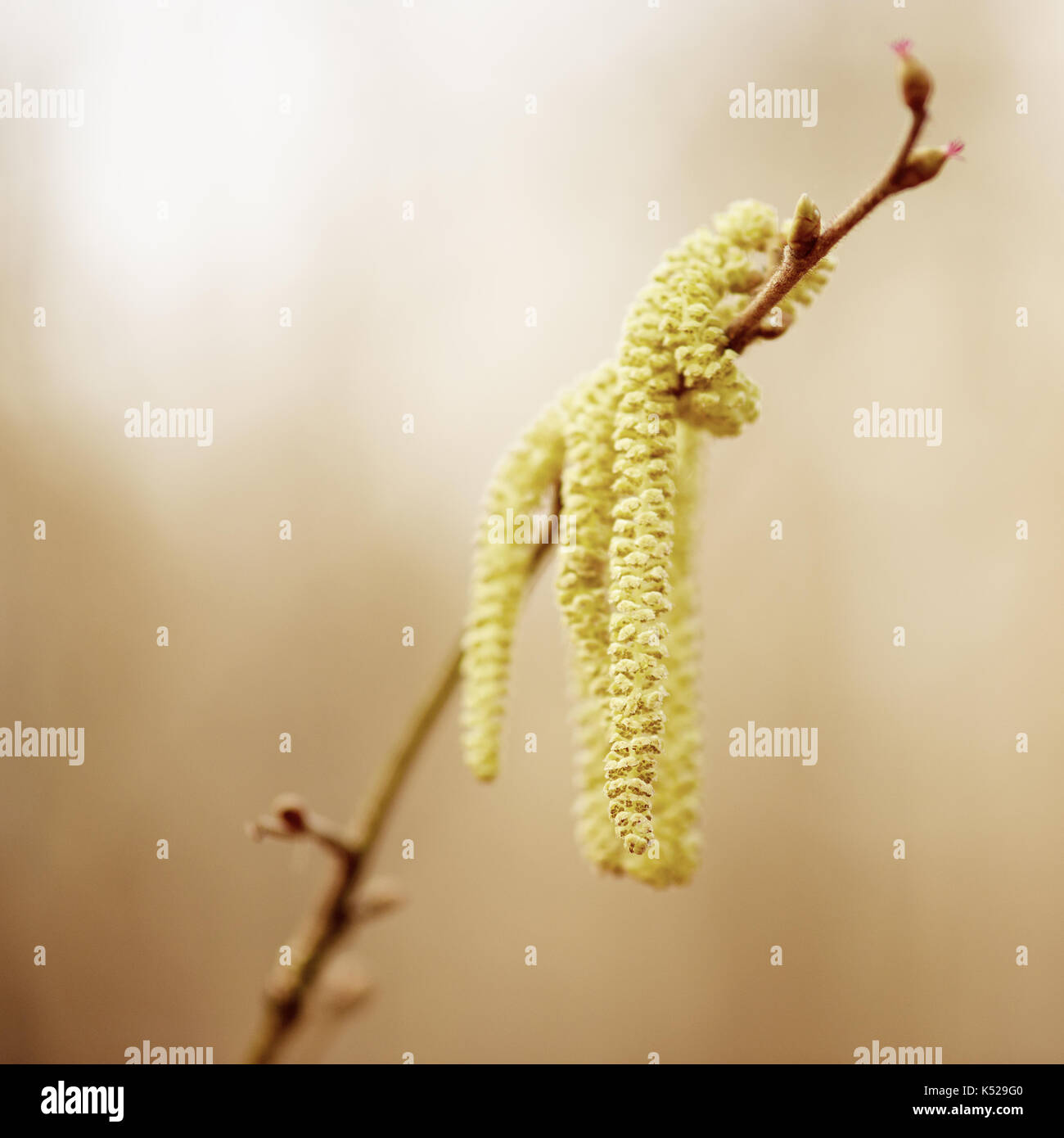 Spring first bloom Stock Photo - Alamy
