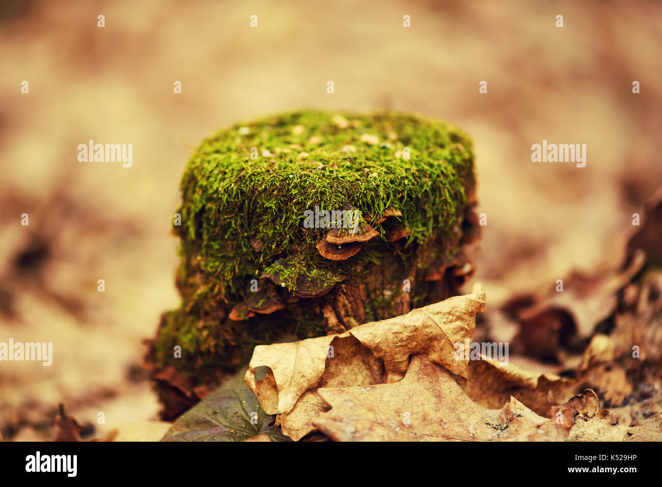 Stump with moss Stock Photo - Alamy