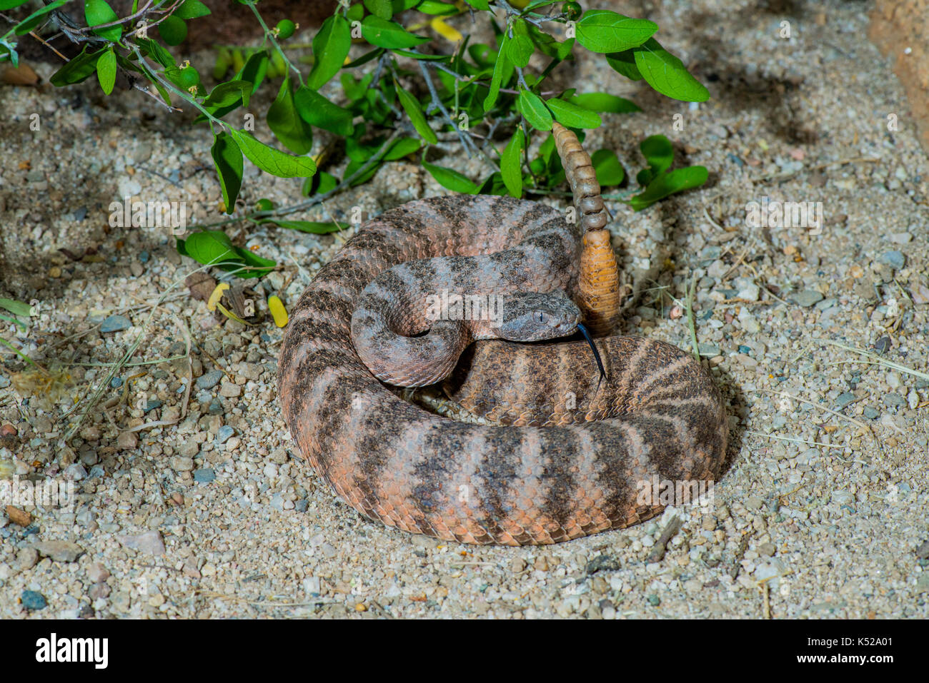 Crotalus tigris hi-res stock photography and images - Alamy