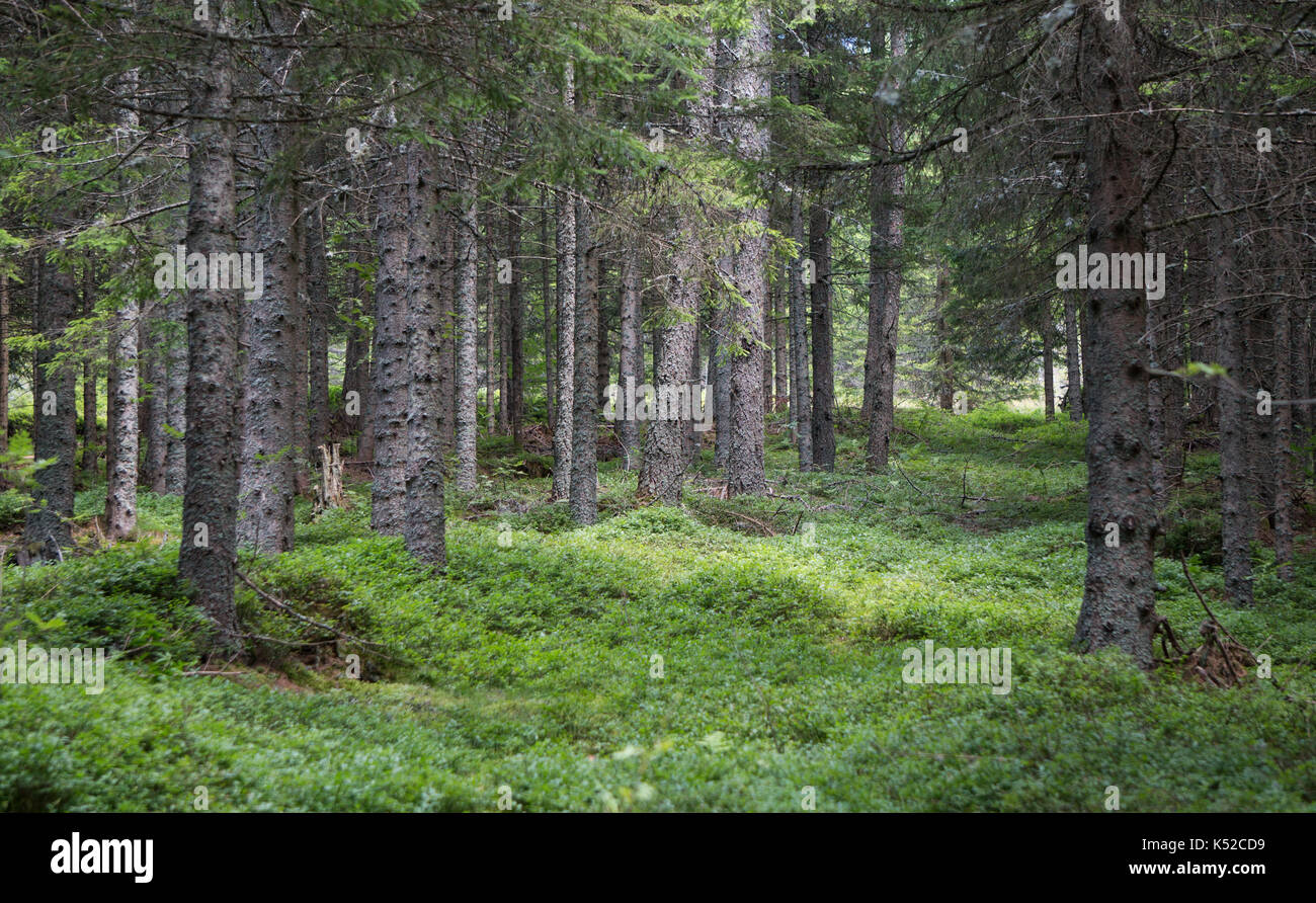 Southern siberia trees hi-res stock photography and images - Alamy