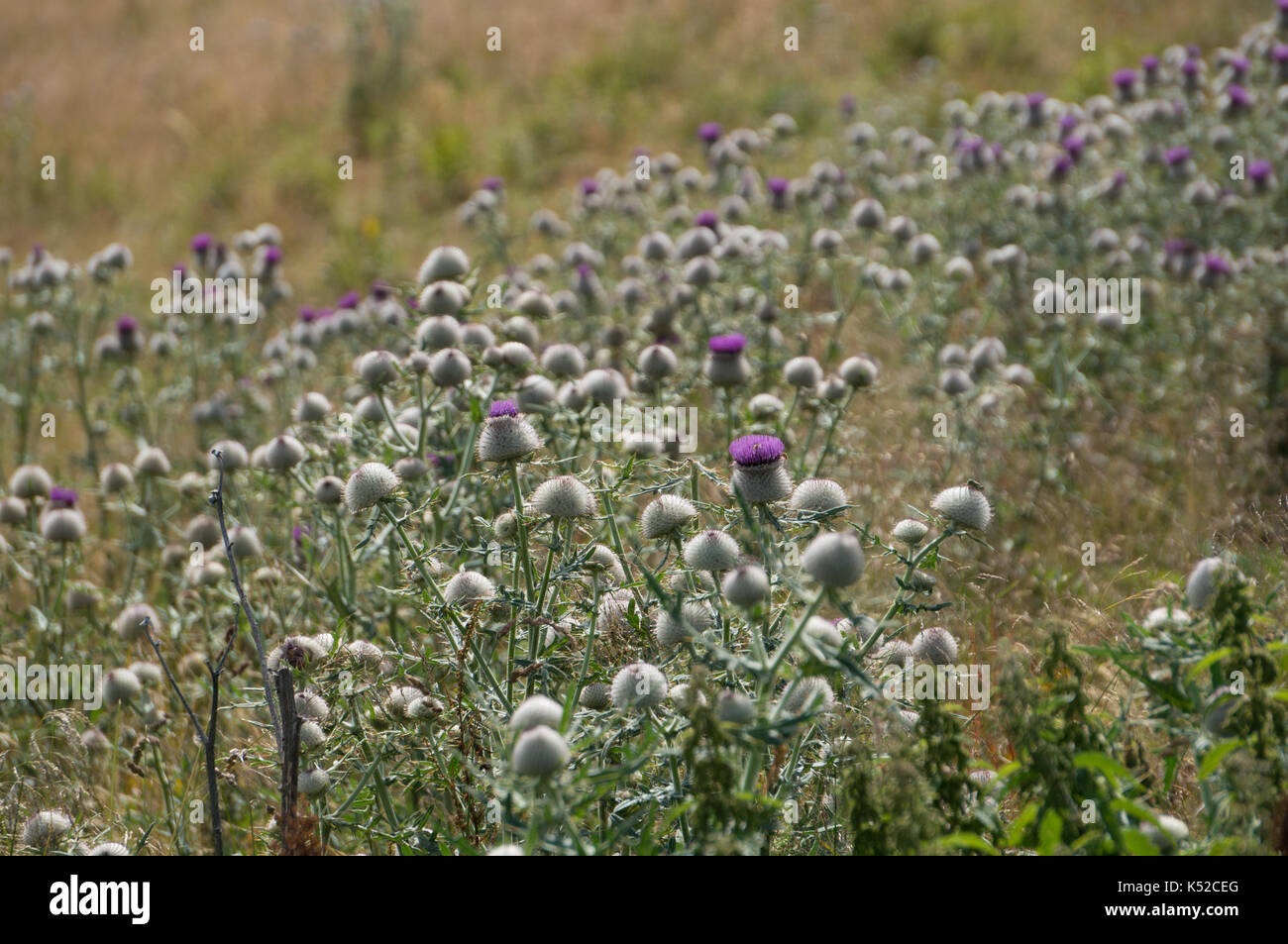 A field of Thistle Stock Photo - Alamy