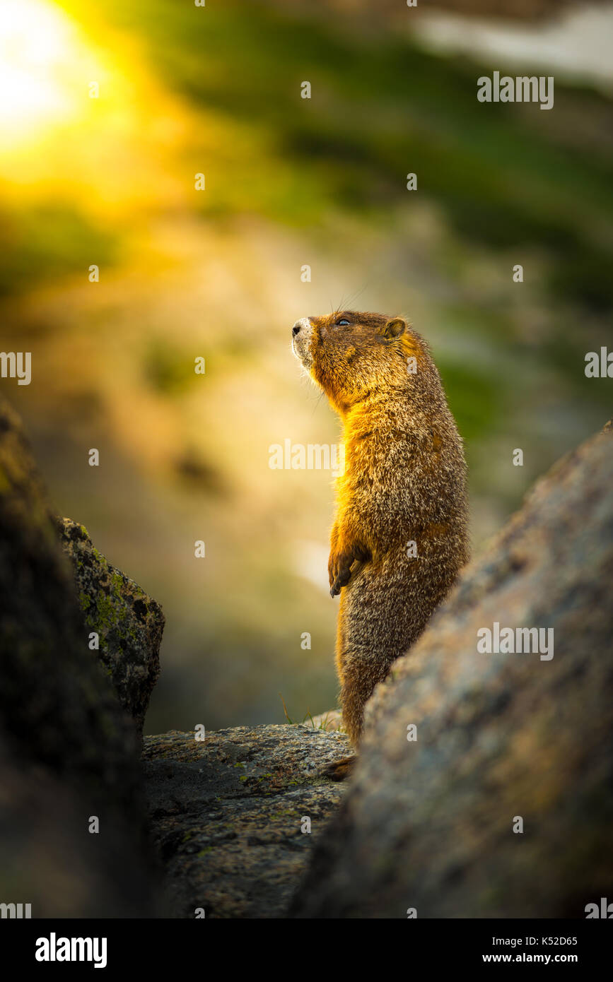 Yellow-bellied marmot standing up profile Stock Photo - Alamy