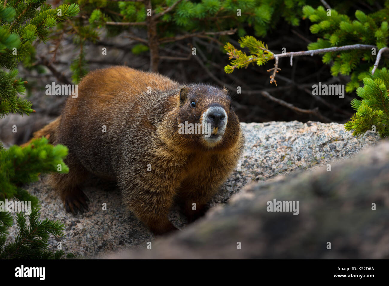 Marmot looks directly into the camera close-up Stock Photo - Alamy
