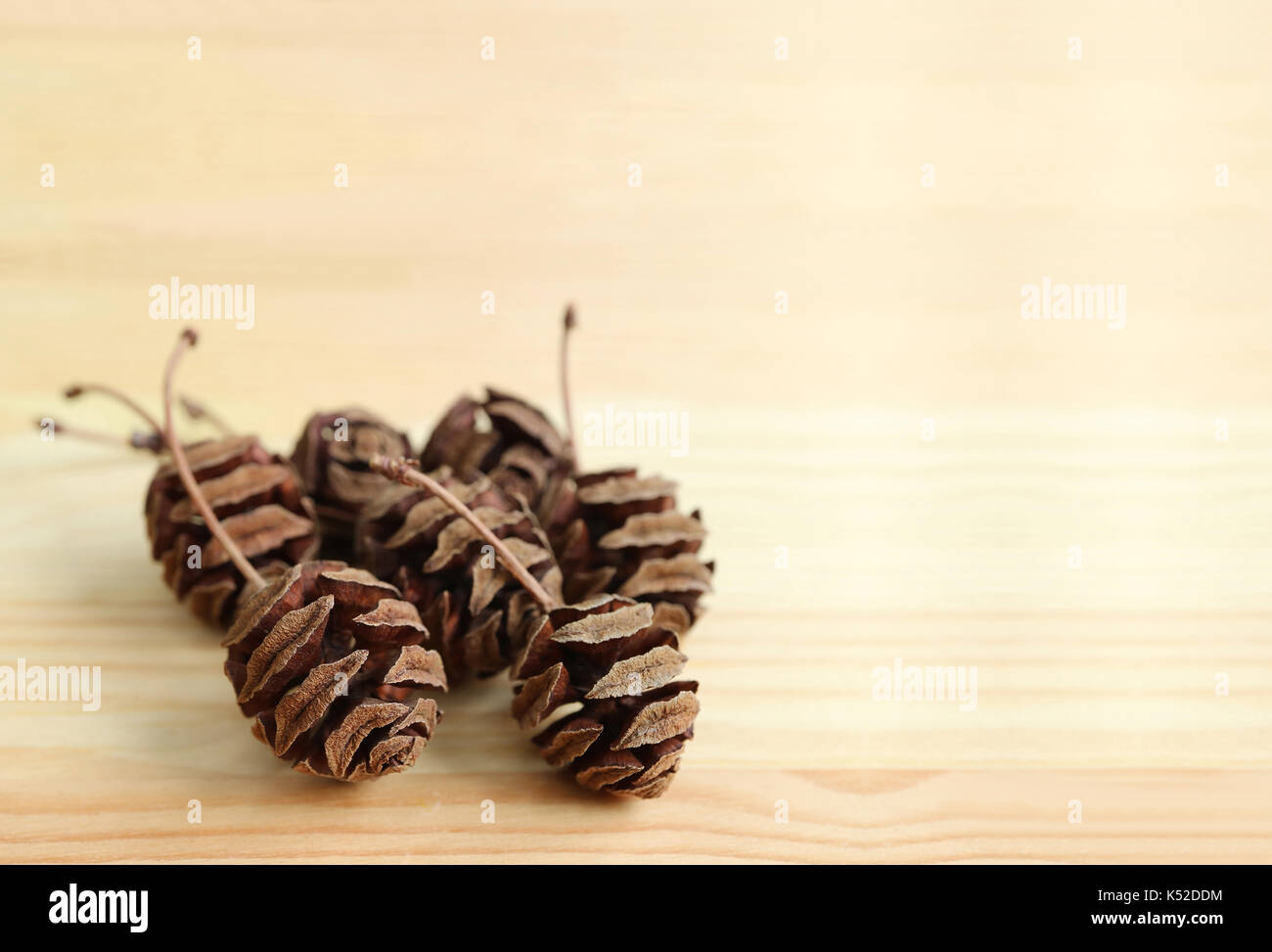 Pine cone isolated closed hi-res stock photography and images - Alamy