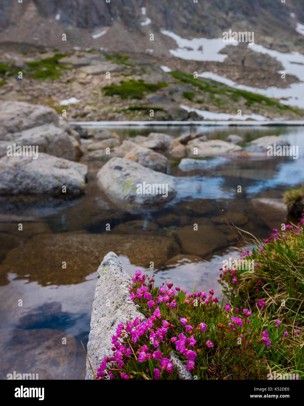 Indian laurel trees hi-res stock photography and images - Alamy