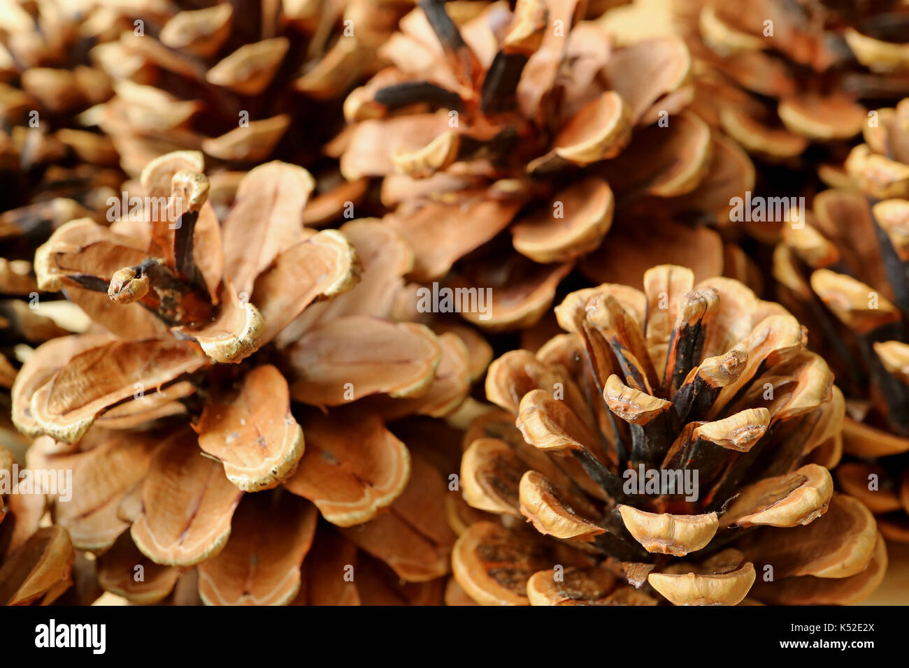 Cone texture hi-res stock photography and images - Alamy