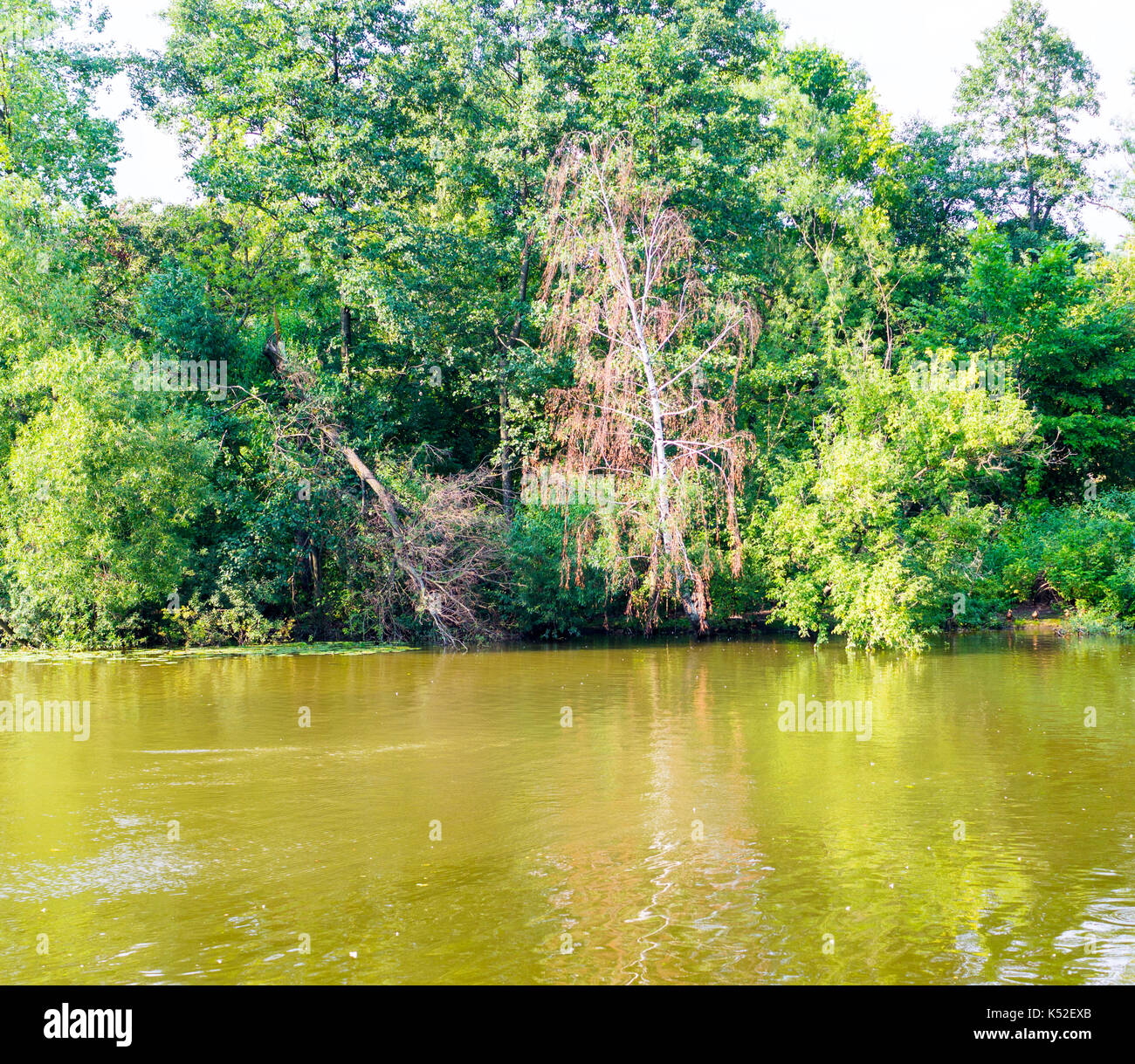 pond in the forest at summer. background, nature Stock Photo - Alamy