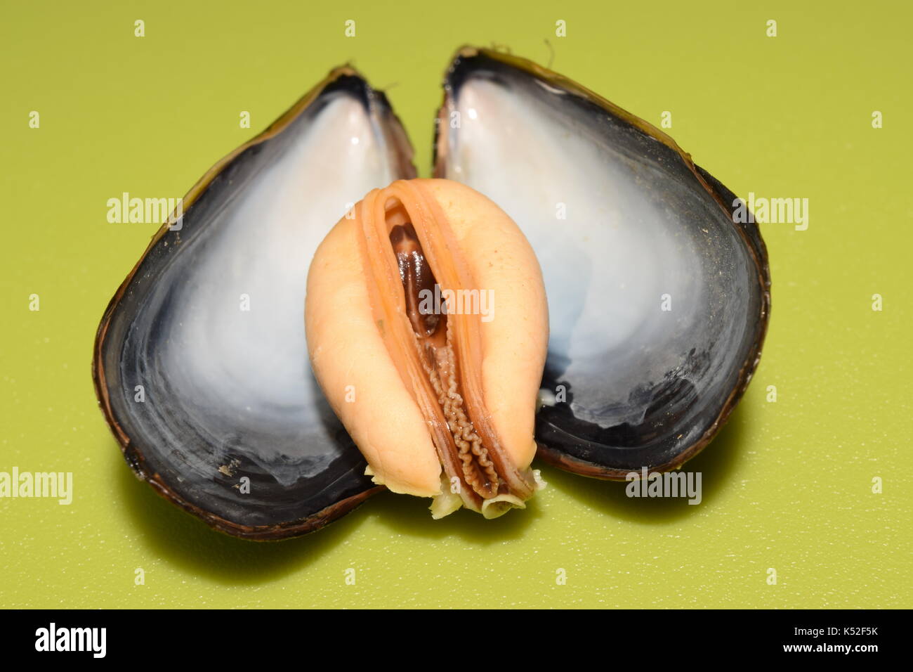 Opened mussel on clean hi-res stock photography and images - Alamy