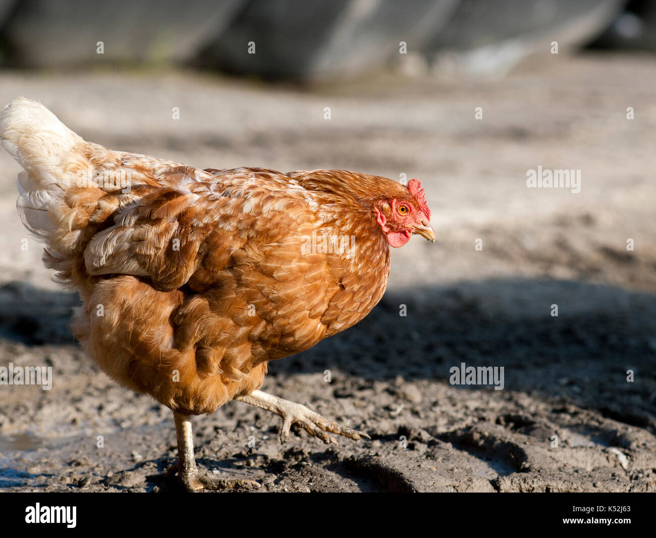 Poultry farm yard hi-res stock photography and images - Alamy