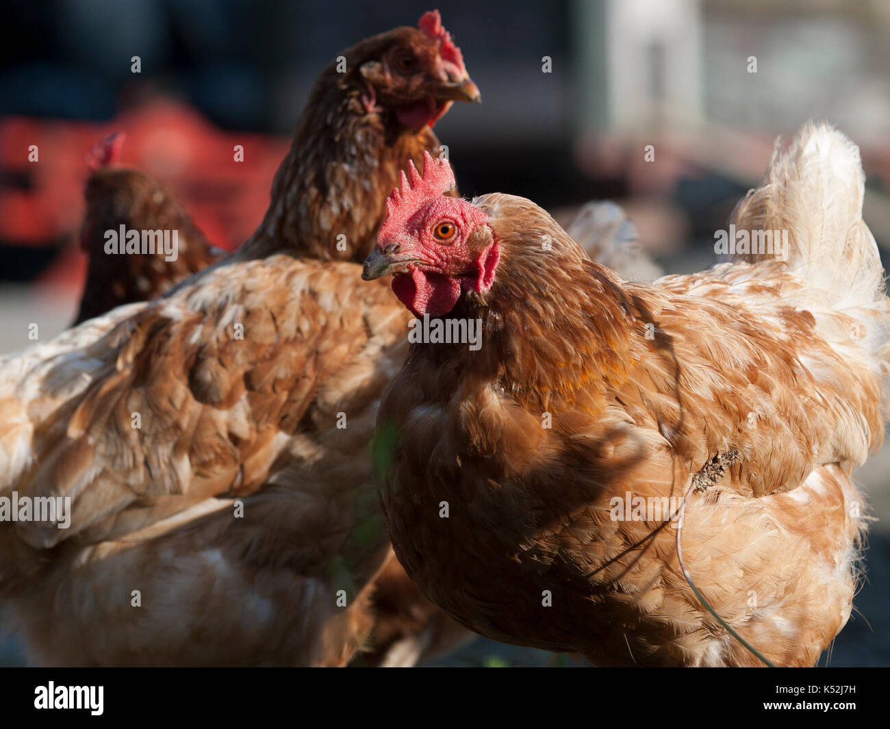 Ckicken hi-res stock photography and images - Alamy