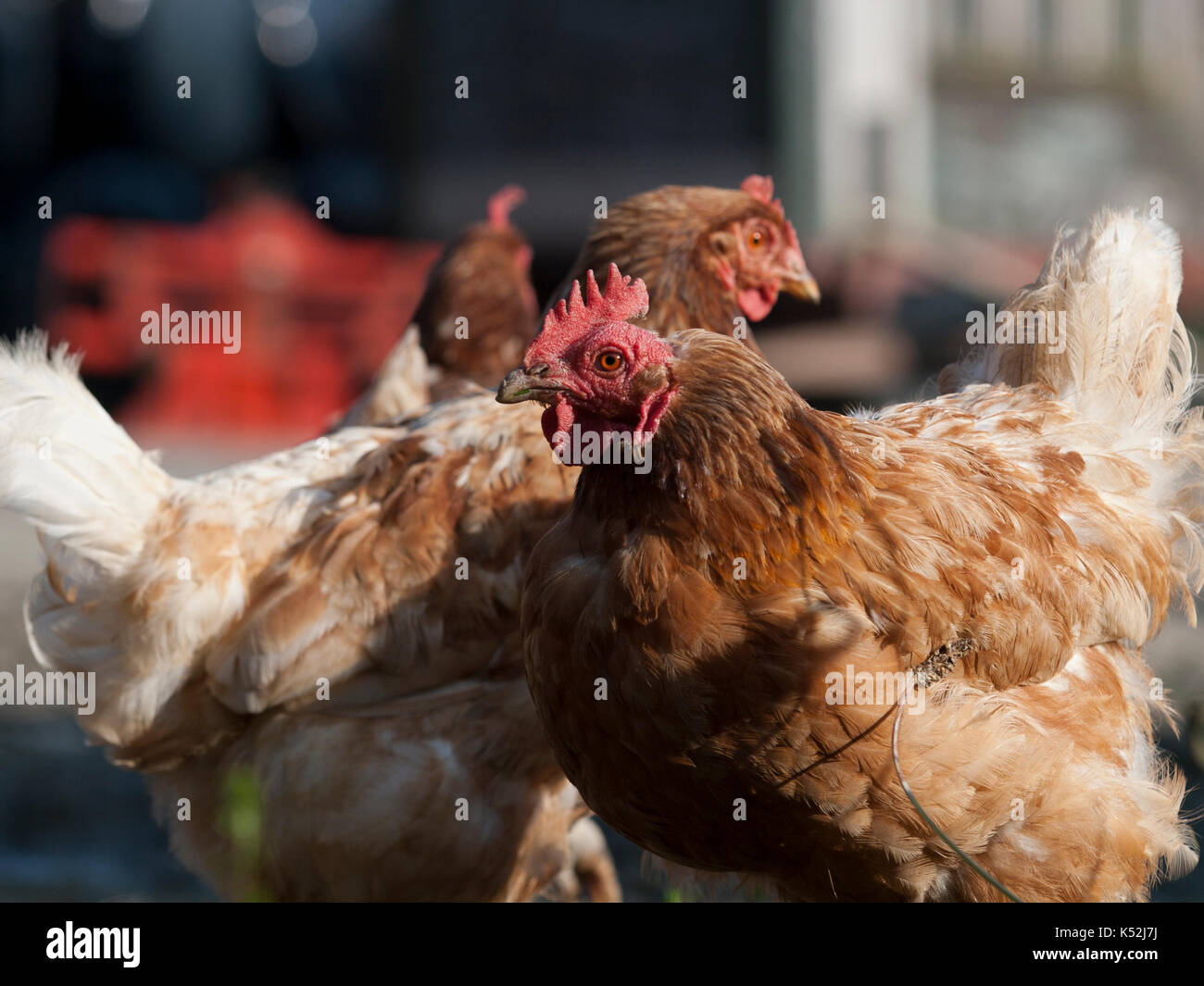 Chickens in a farm yard Stock Photo - Alamy