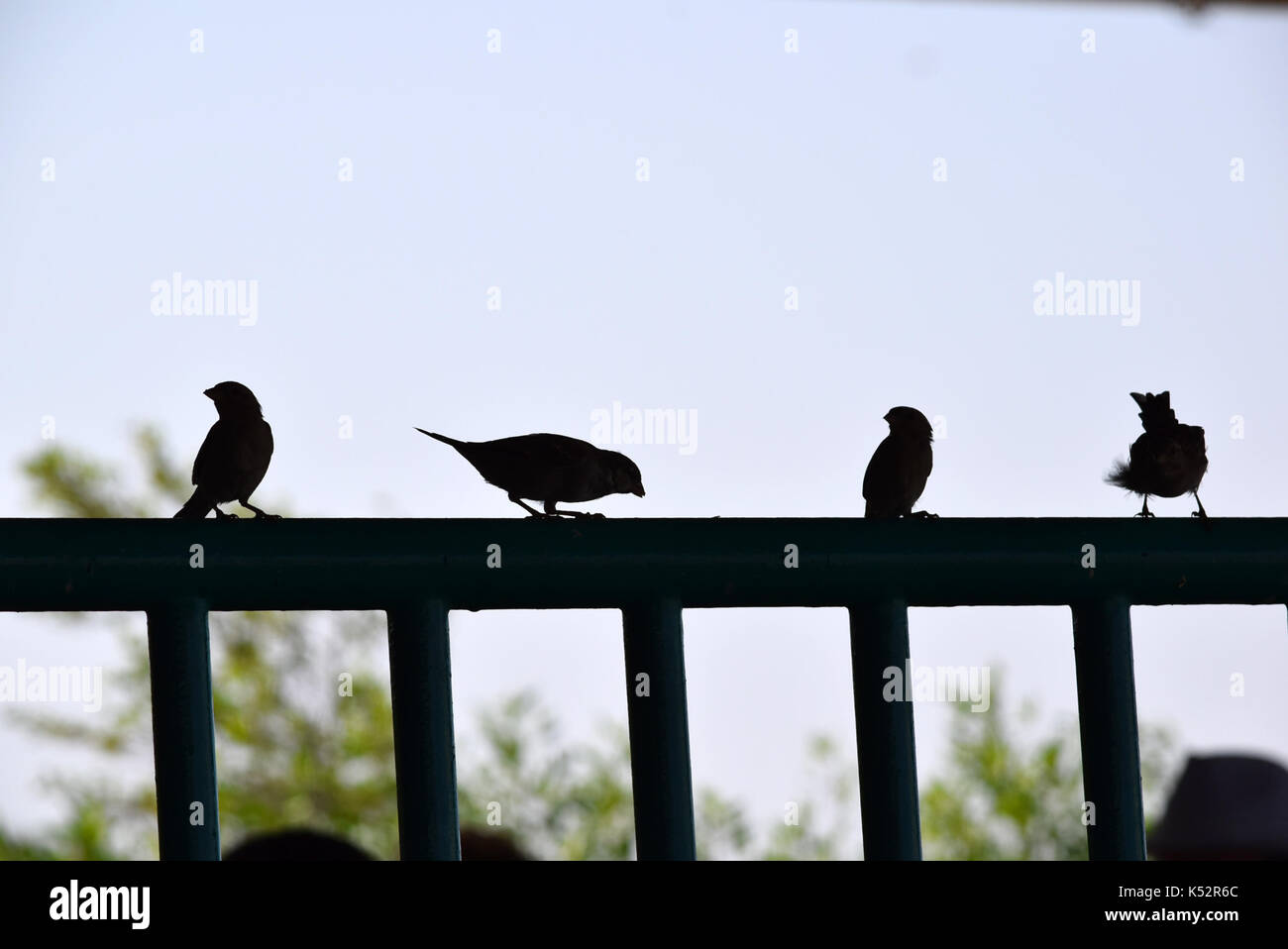 Silhouette little Bird Stock Photo - Alamy