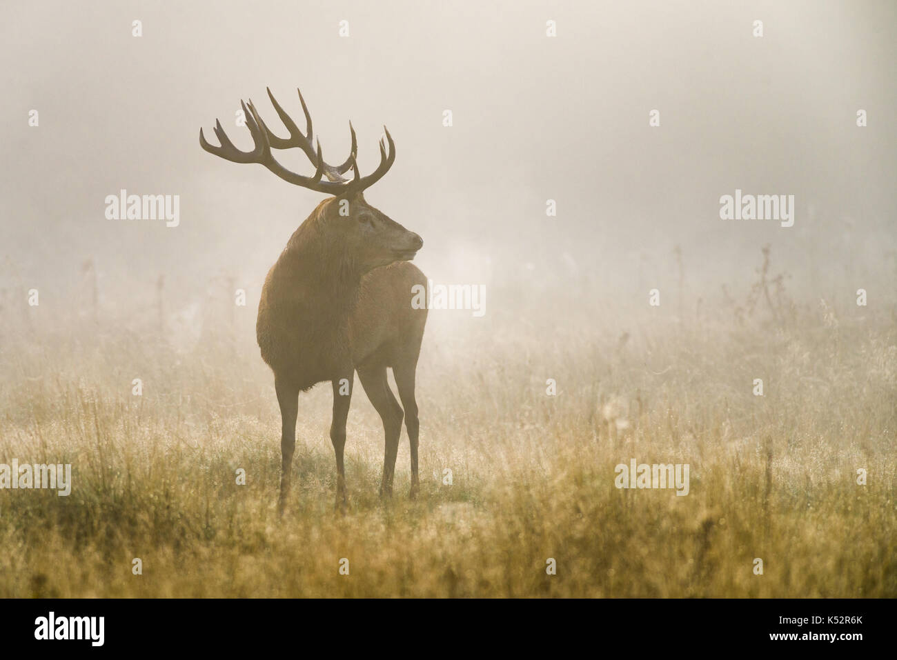 Deer Forest Mist High Resolution Stock Photography and Images - Alamy