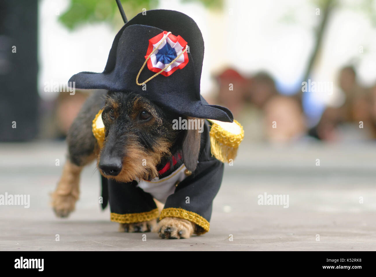 Napoleon dog hi-res stock photography and images - Alamy