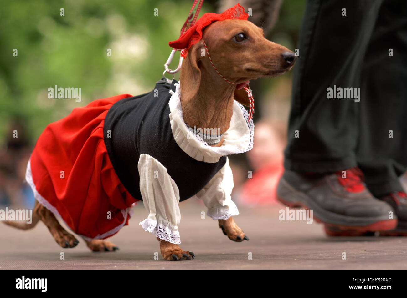 Little red riding hood funny hi-res stock photography and images - Alamy