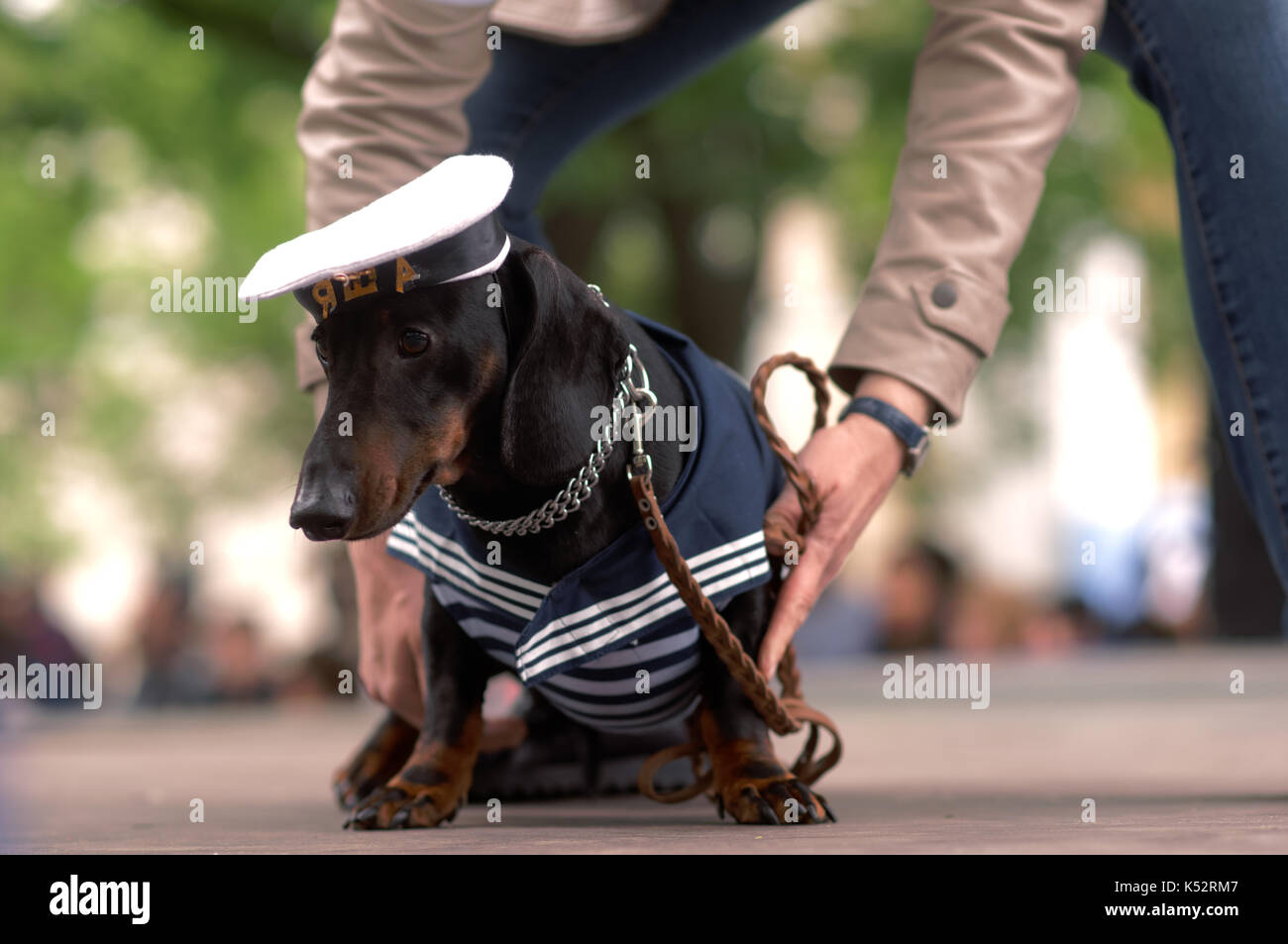 Seaman dog hi-res stock photography and images - Alamy