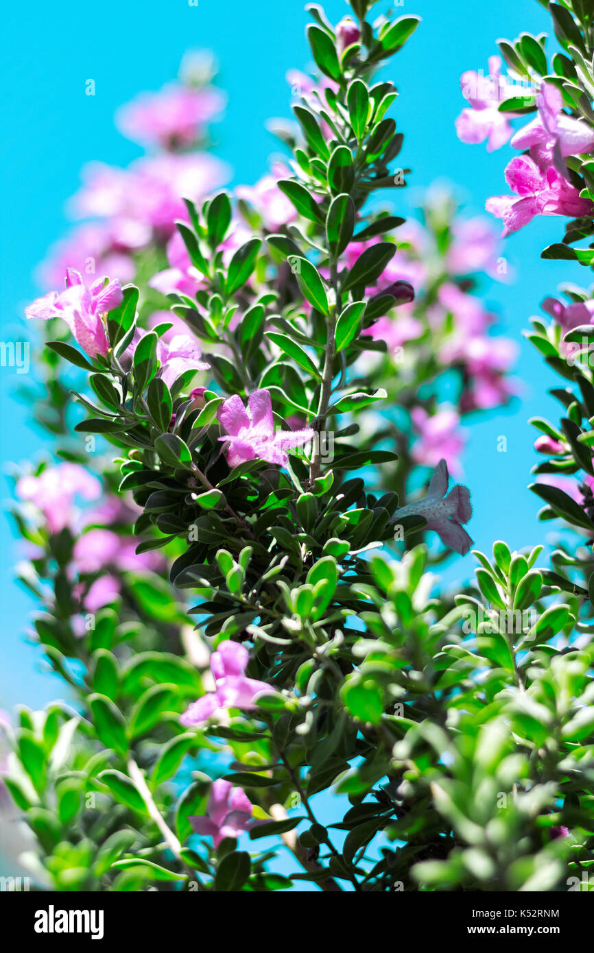 Texas sage hi-res stock photography and images - Alamy